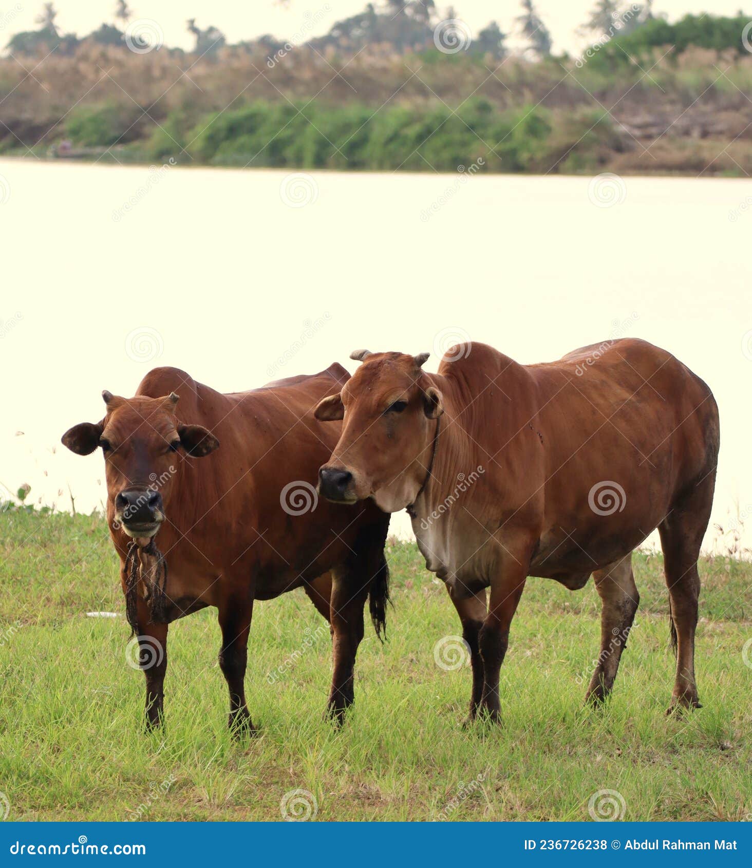 A cows by the river stock photo. Image of cows, green - 236726238