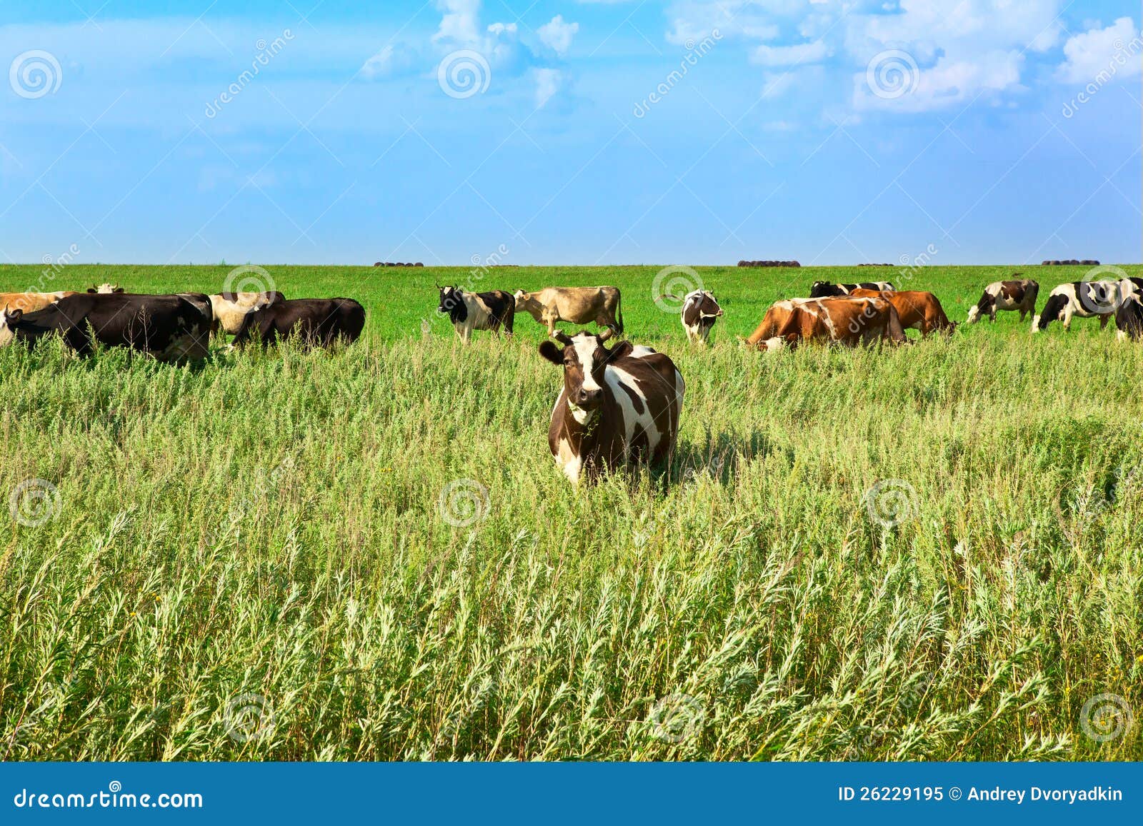 Cow on a green meadow stock image. Image of hedge, landscape - 26229195
