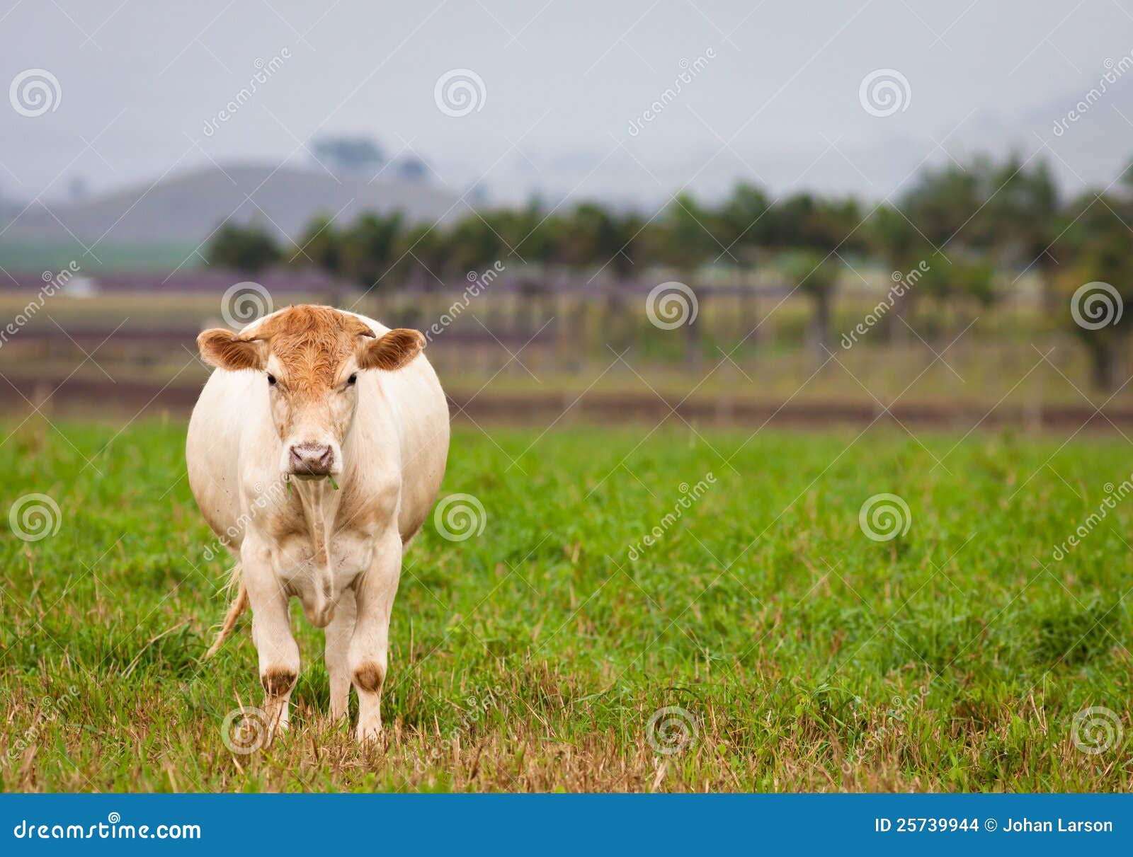 Cow in green paddock stock photo. Image of meat, outside - 25739944