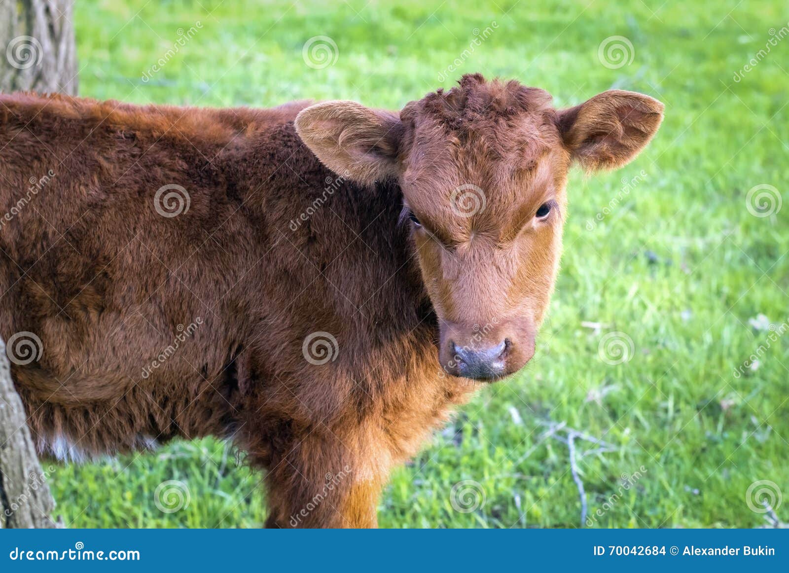 Cow on a Green Pasture in the Spring Stock Photo - Image of meadow ...