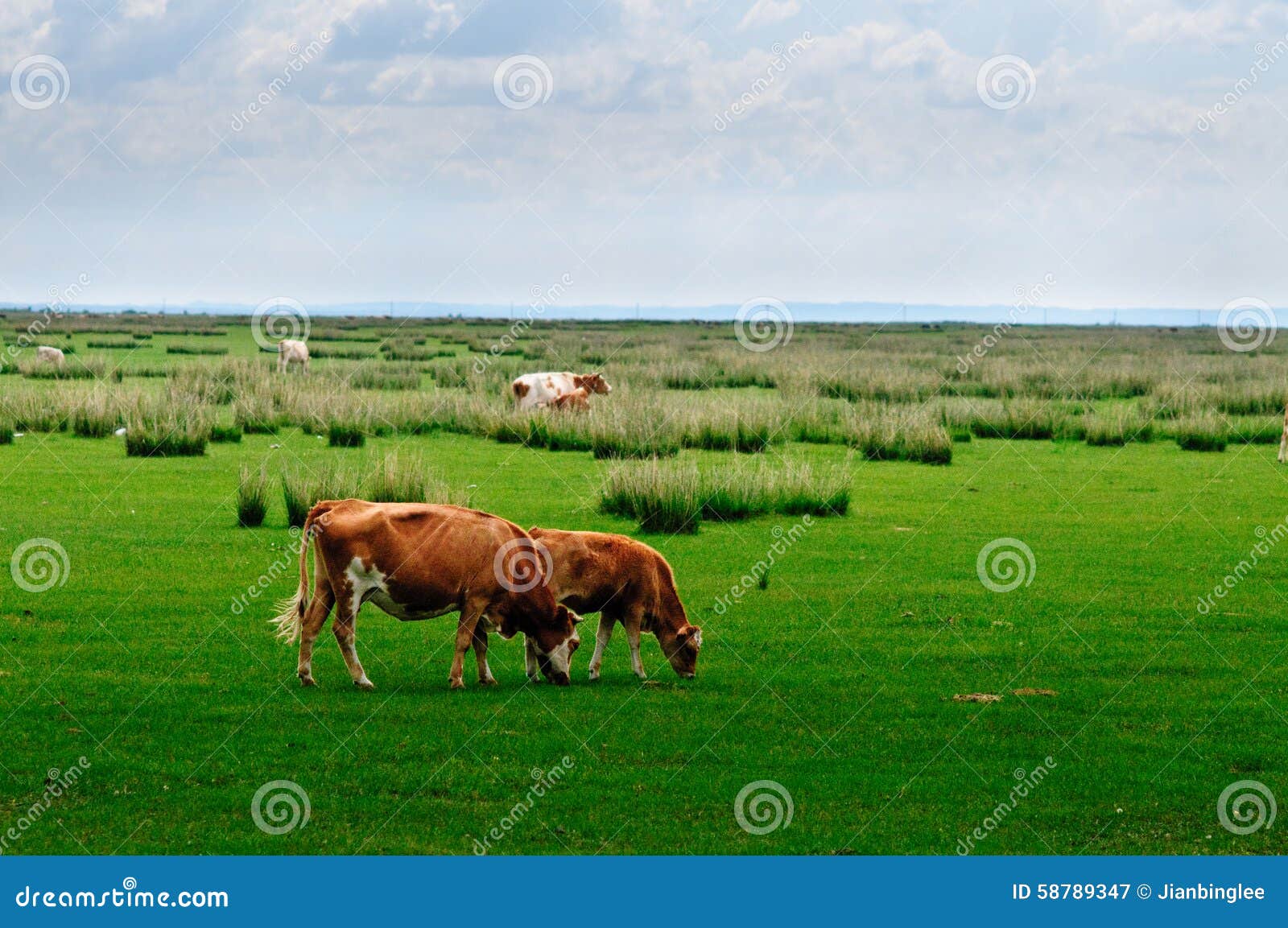 Cow stock image. Image of land, meadow, field, blue, grassland - 58789347