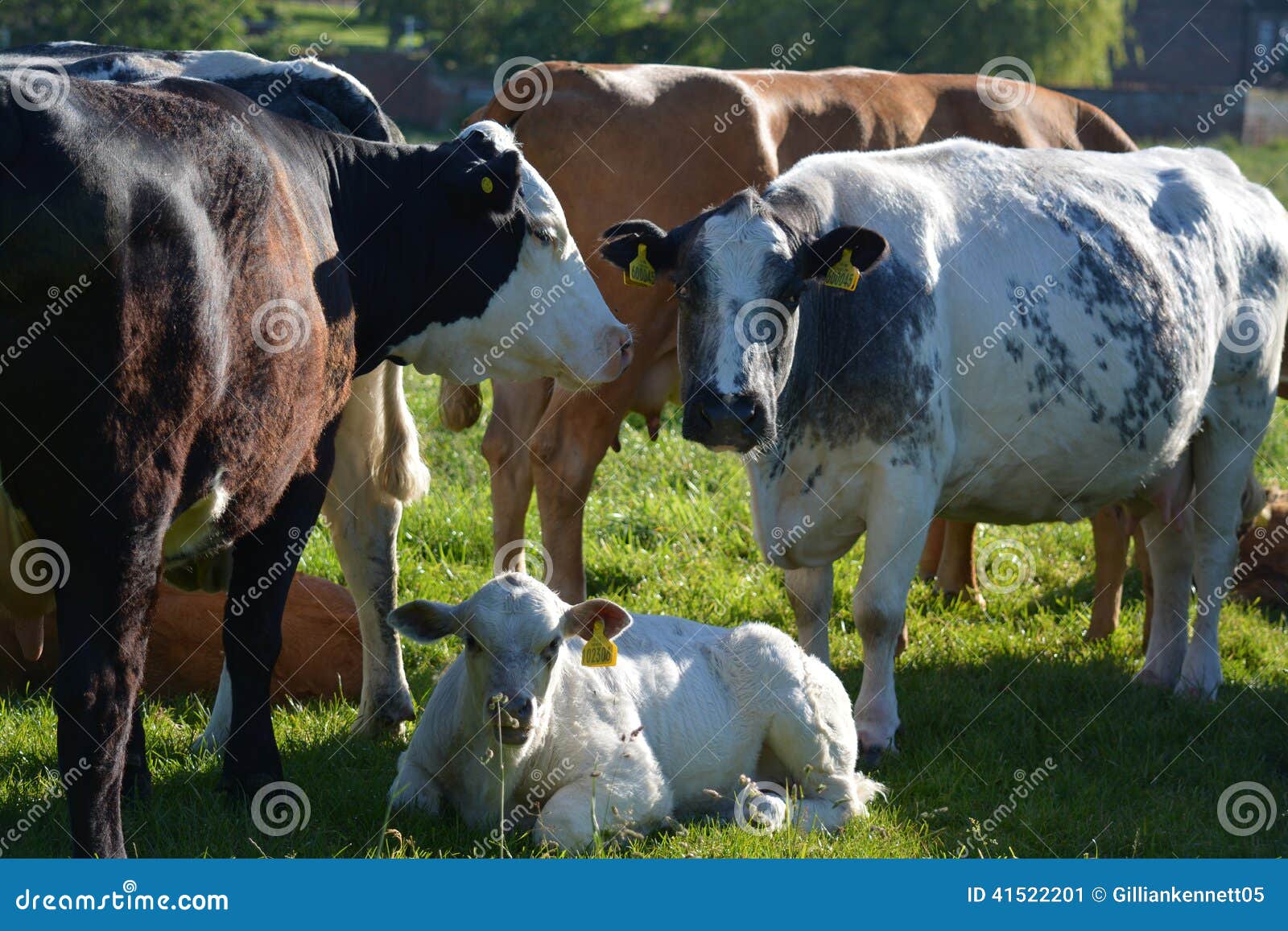 Cow group stock image. Image of cows, colours, field - 41522201