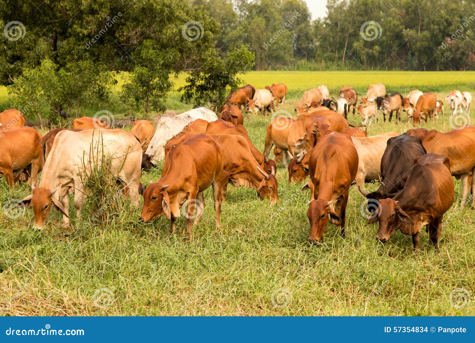 Cow stock photo. Image of green, pasture, mammal, scene - 57354834