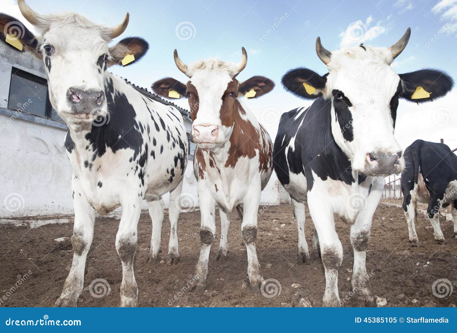 Cow Group stock image. Image of curiosity, cows, head - 45385105