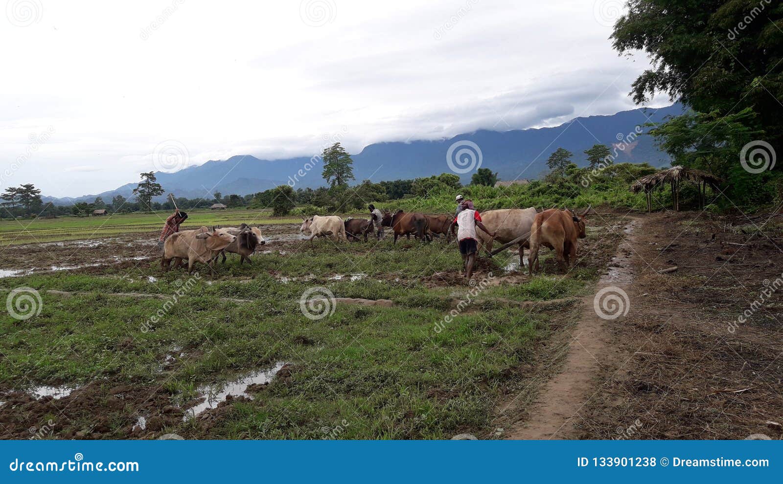 Cow group work editorial stock photo. Image of group - 133901238