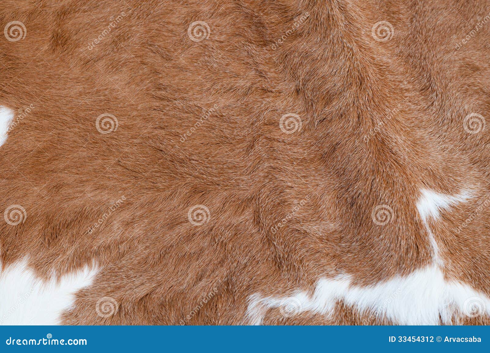 Cow hair stock photo. Image of dotted, mammal, macro - 33454312
