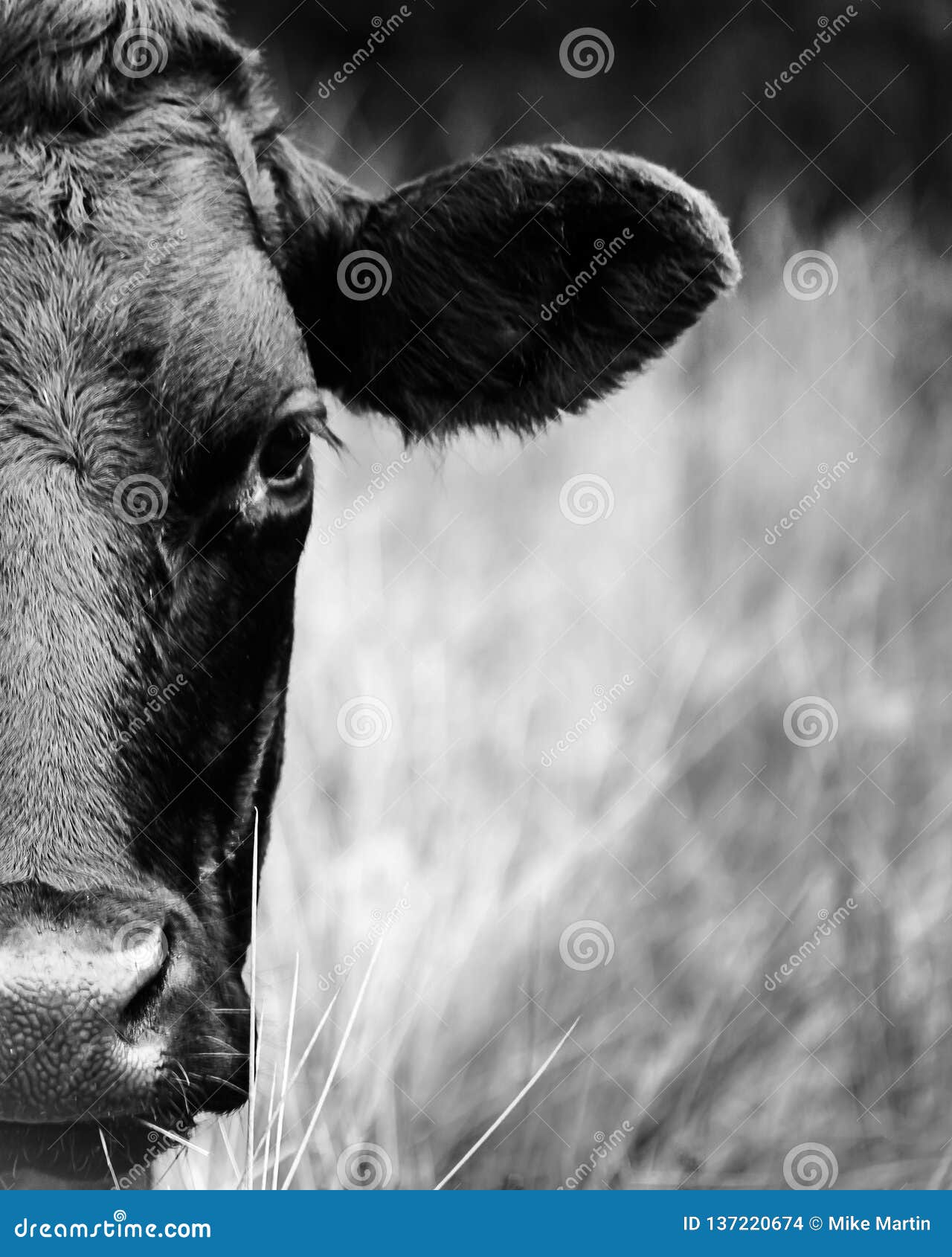 Cow Half Face stock photo. Image of face, beef, nose - 137220674