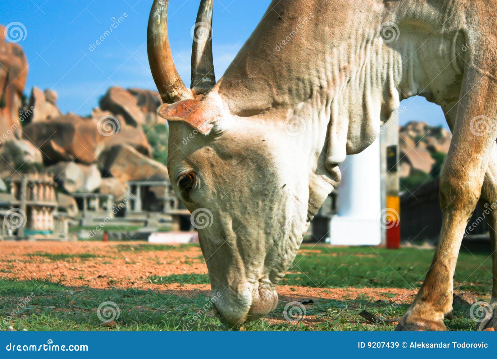 Cow in Hampi, India stock image. Image of marvel, bazaar - 9207439