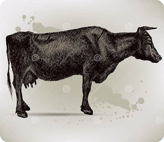 Cow, Hand-drawing. Vector Illustration. Stock Vector - Illustration of ...
