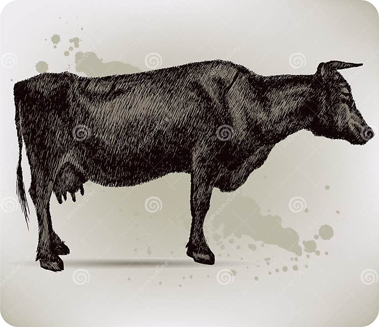 Cow, Hand-drawing. Vector Illustration. Stock Vector - Illustration of ...
