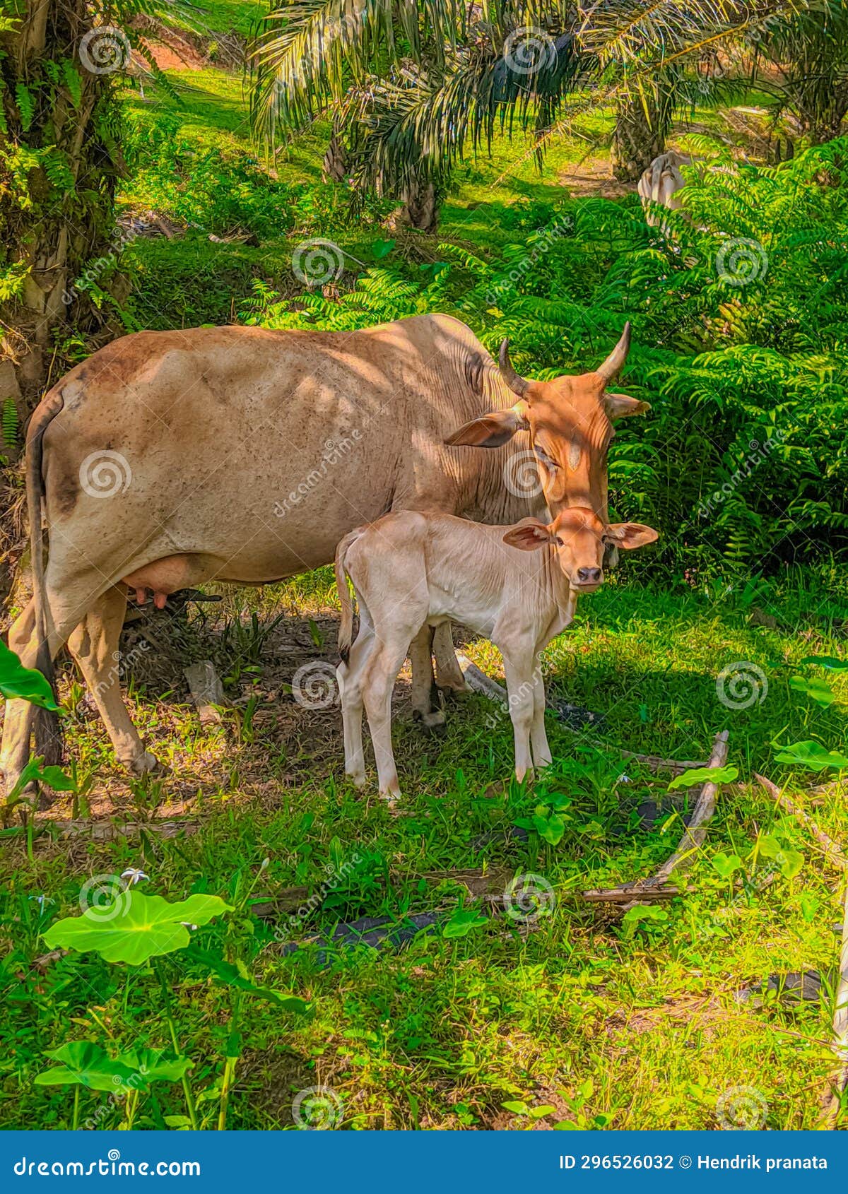 A Cow that Has Just Given Birth To a Cute Calf Stock Photo - Image of ...