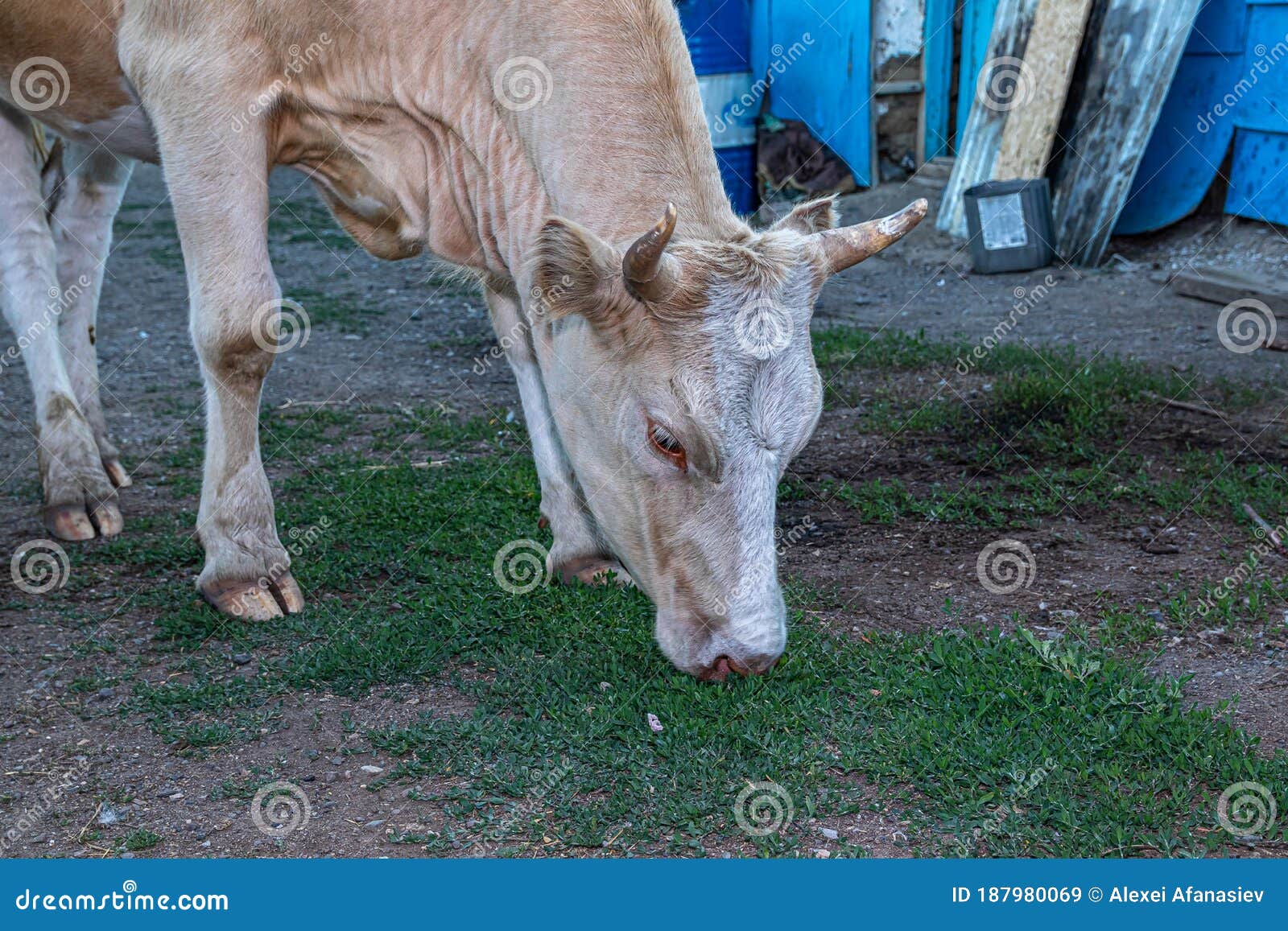 The Cow Has Returned from Pasture and is Waiting for Milking Stock ...