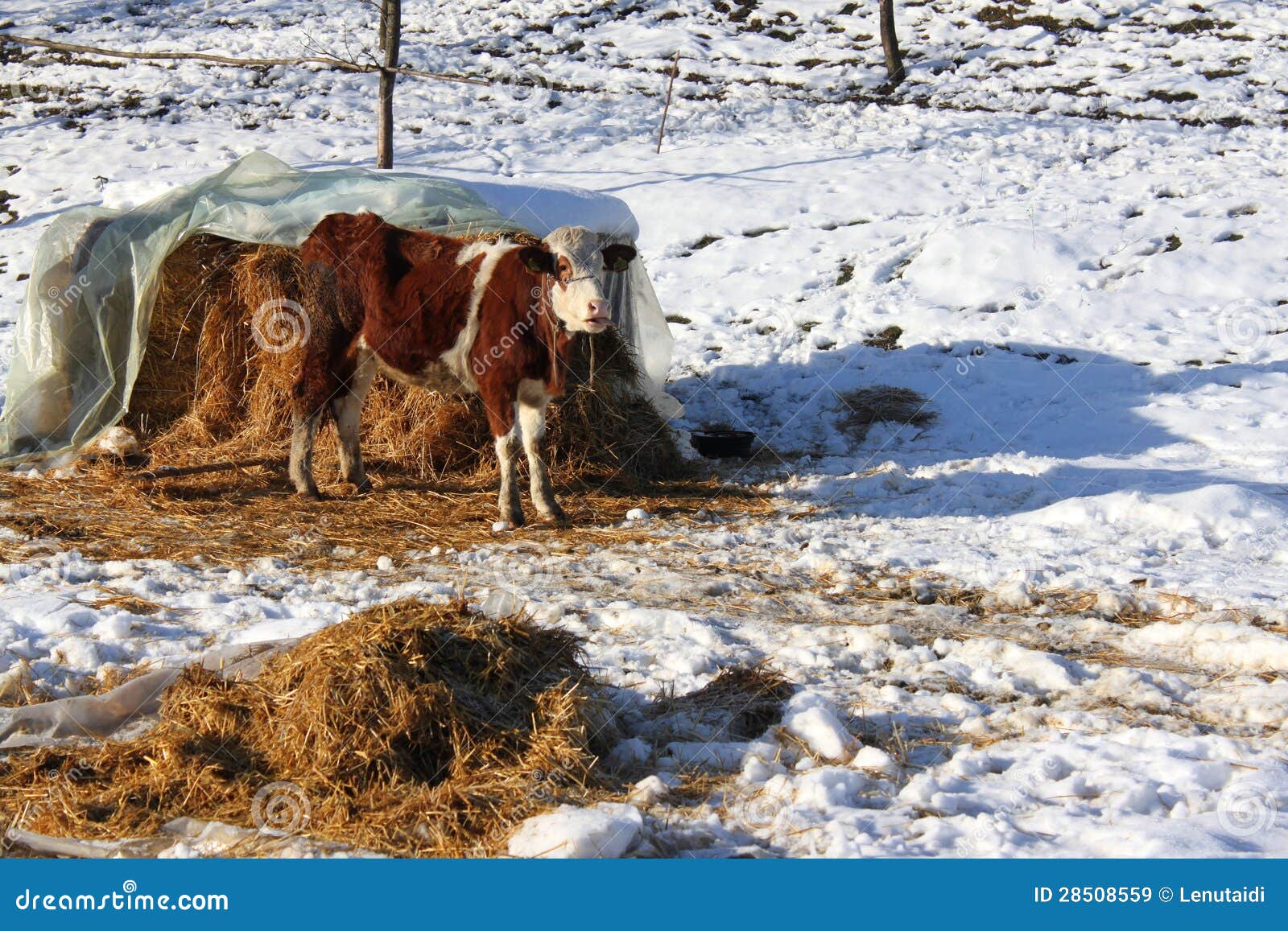 Cow and hay stock image. Image of dairy, crowded, pile - 28508559
