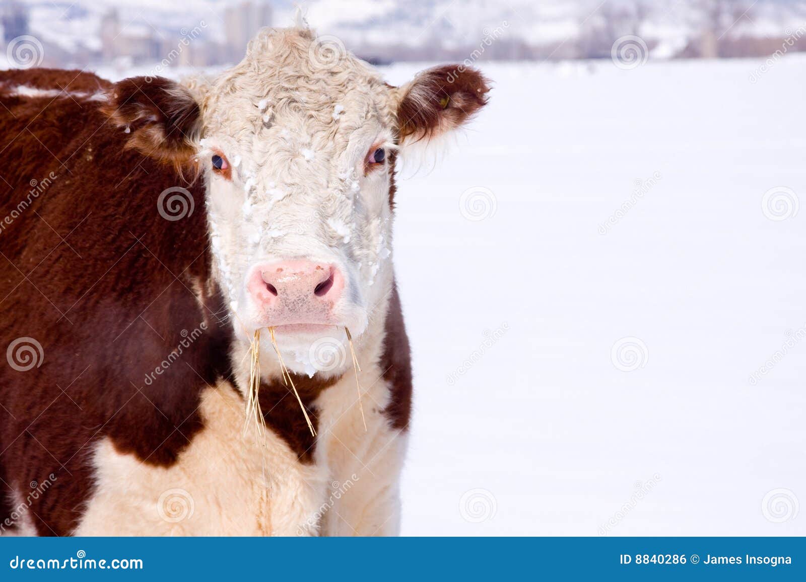 Cow with Hay in mouth stock photo. Image of herd, cattle - 8840286