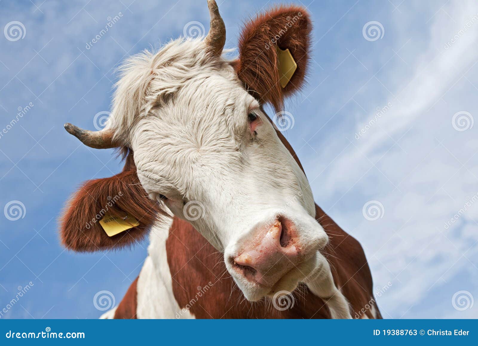 Cow head stock image. Image of head, simmental, pasture - 19388763