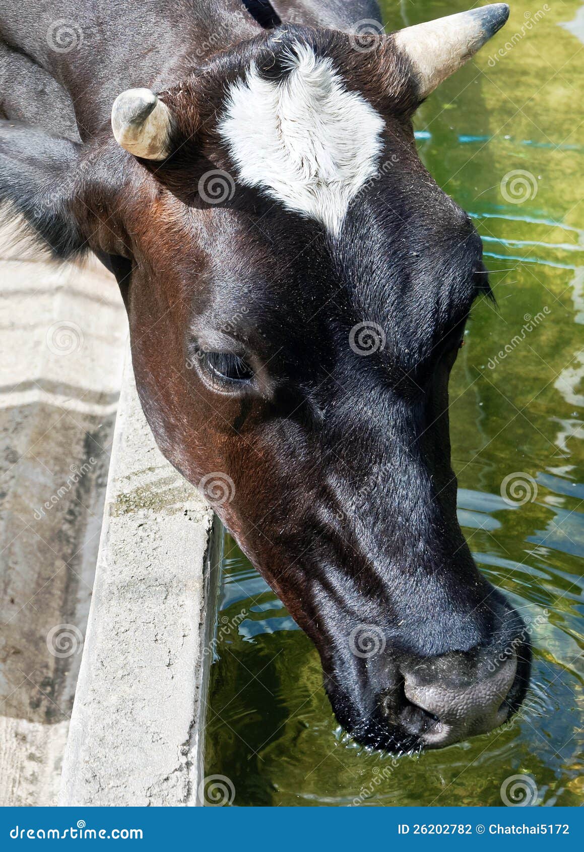 Cow head. stock photo. Image of animal, head, land, countryside - 26202782