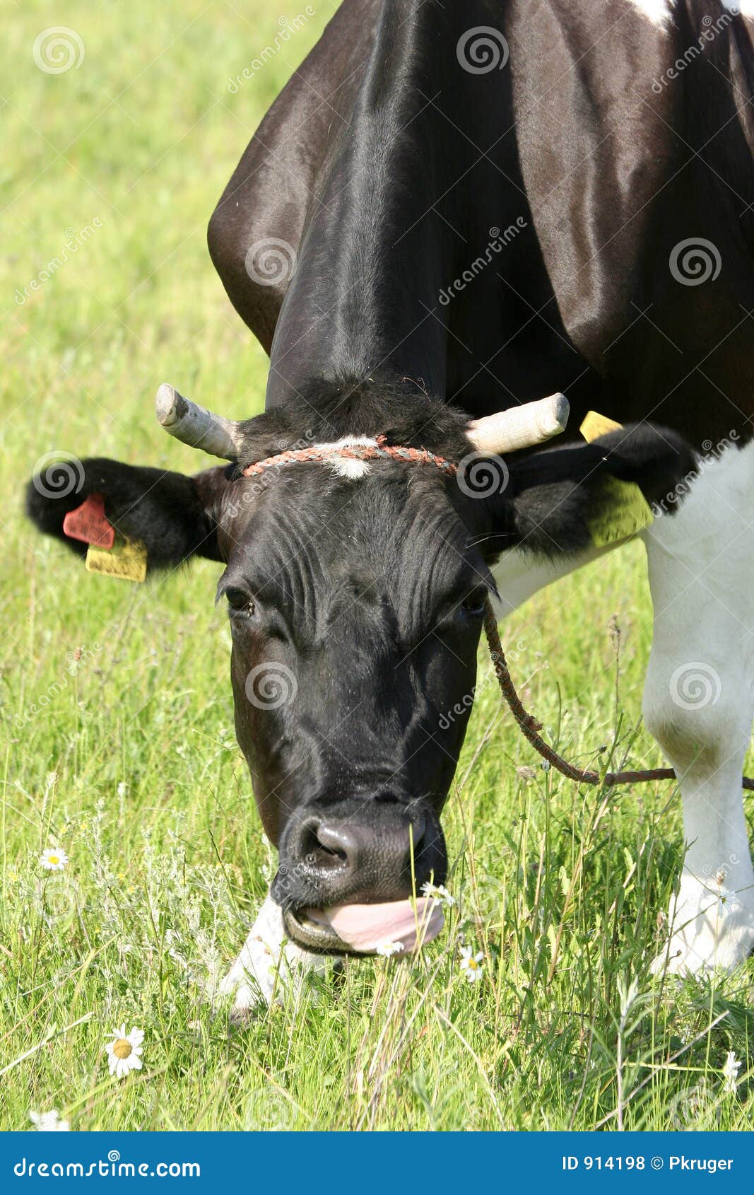 Cow head stock photo. Image of bossy, code, cattle, horn - 914198