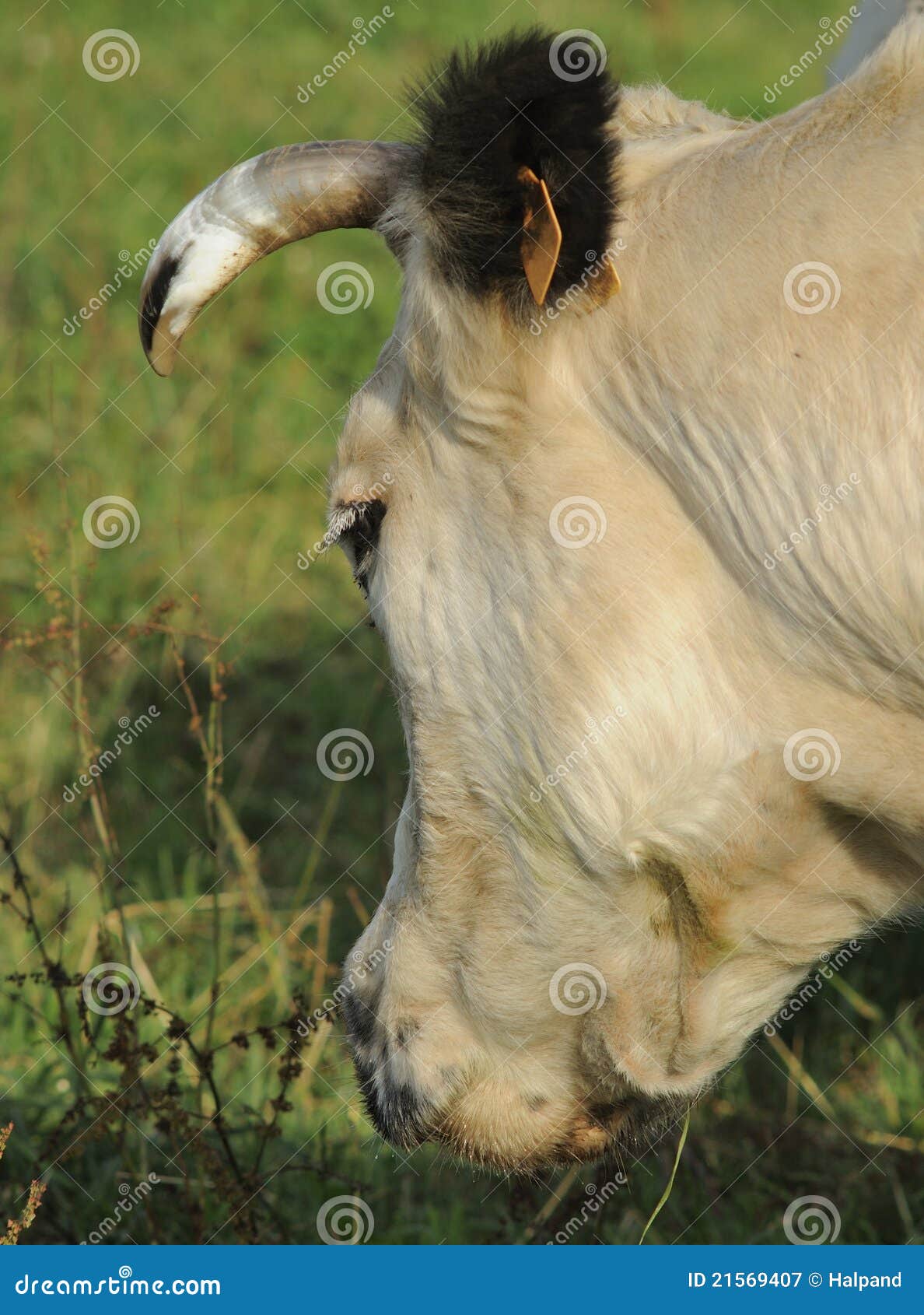 Cow head from behind stock image. Image of farming, livestock - 21569407