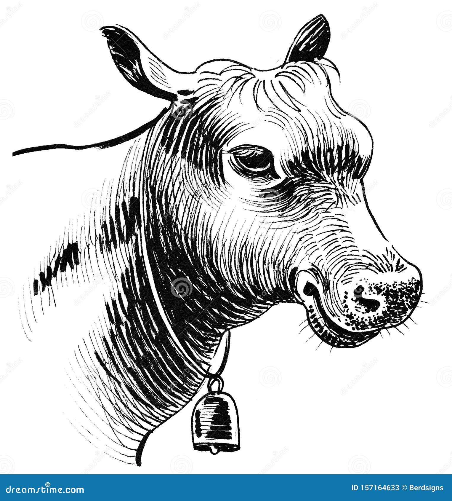 Cow head and bell stock illustration. Illustration of cattle - 157164633