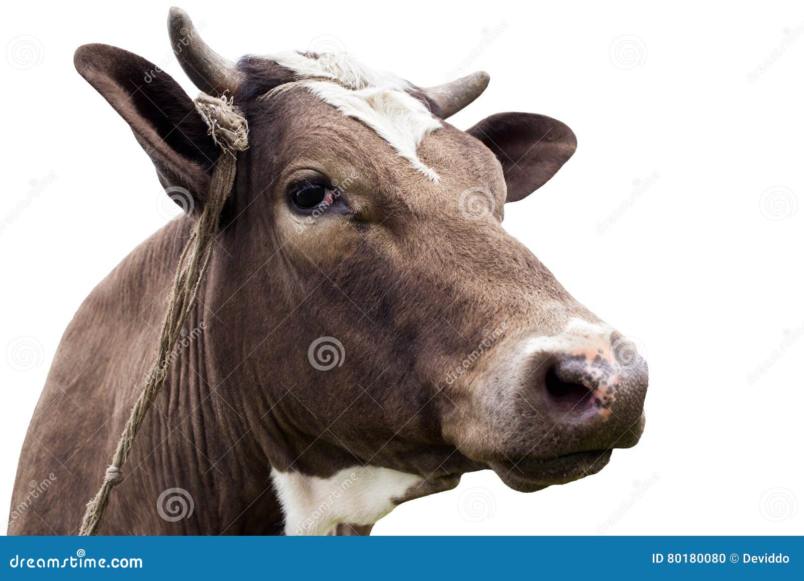The cow head stock photo. Image of portrait, head, nature - 80180080