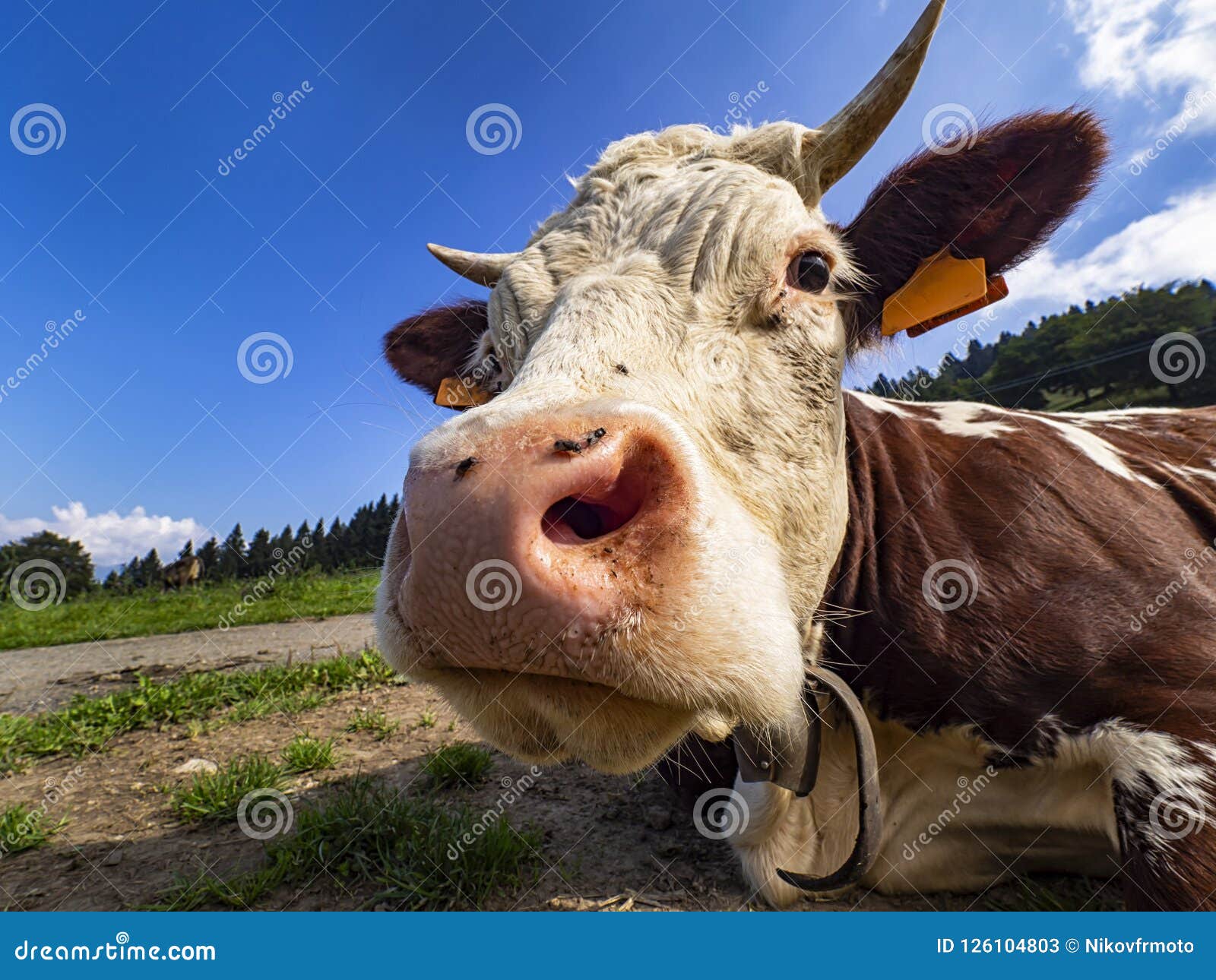 Cow head close-up stock image. Image of alps, blue, livestock - 126104803