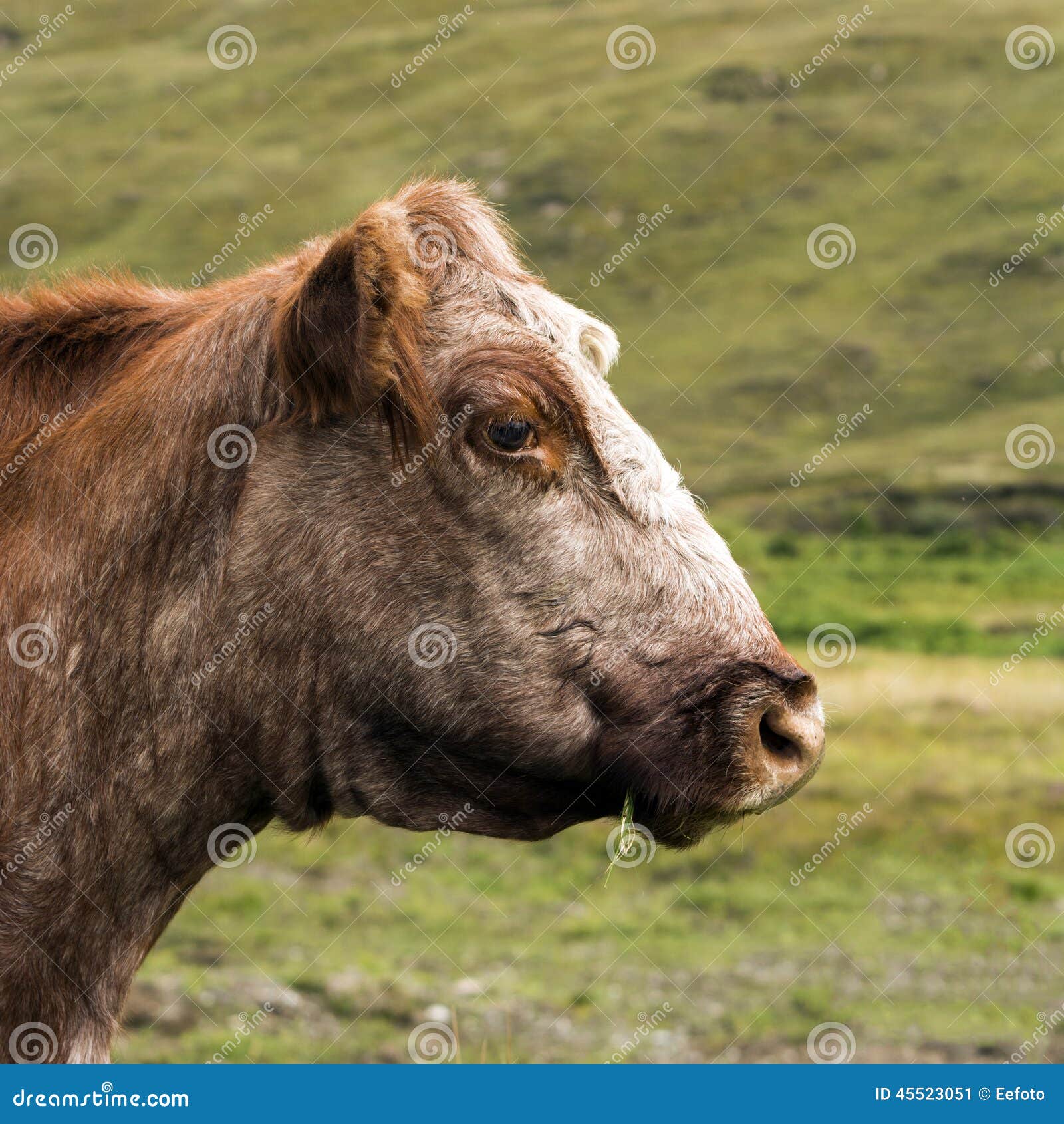 Cow head stock image. Image of farm, farming, countryside - 45523051