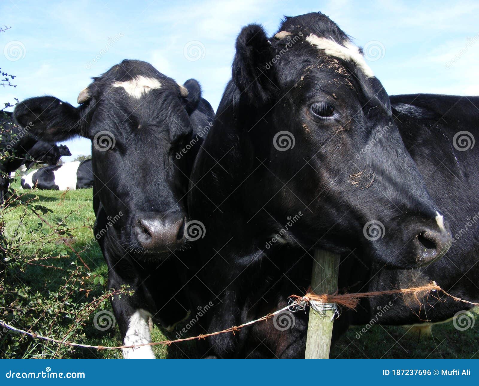 Cow head. stock photo. Image of beef, farming, field - 187237696