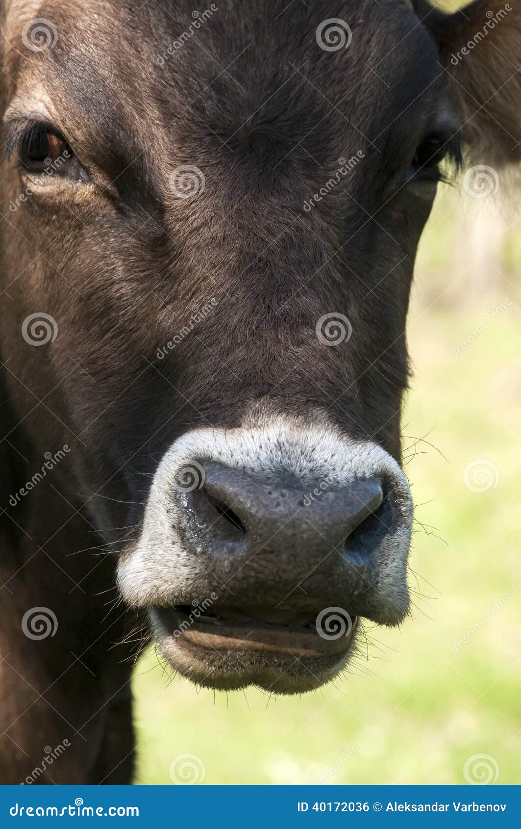 Cow head closeup stock photo. Image of nose, detail, head - 40172036
