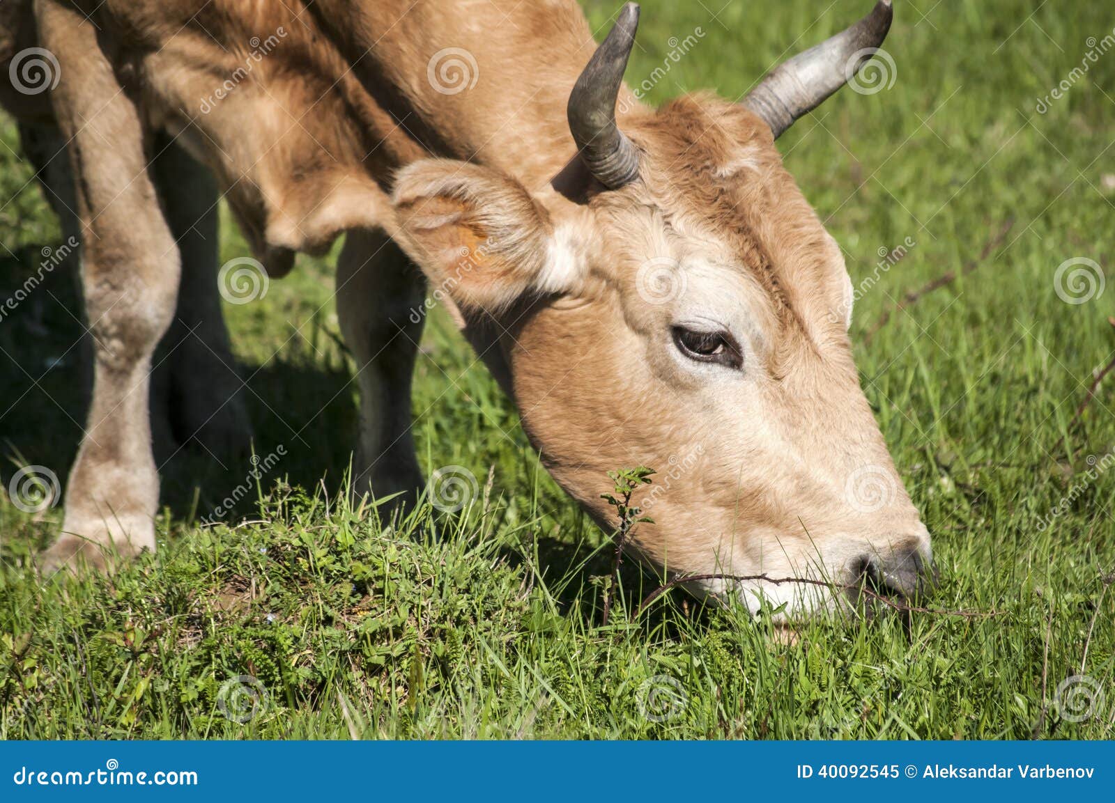 Cow head closeup stock image. Image of farm, meadow, farmland - 40092545