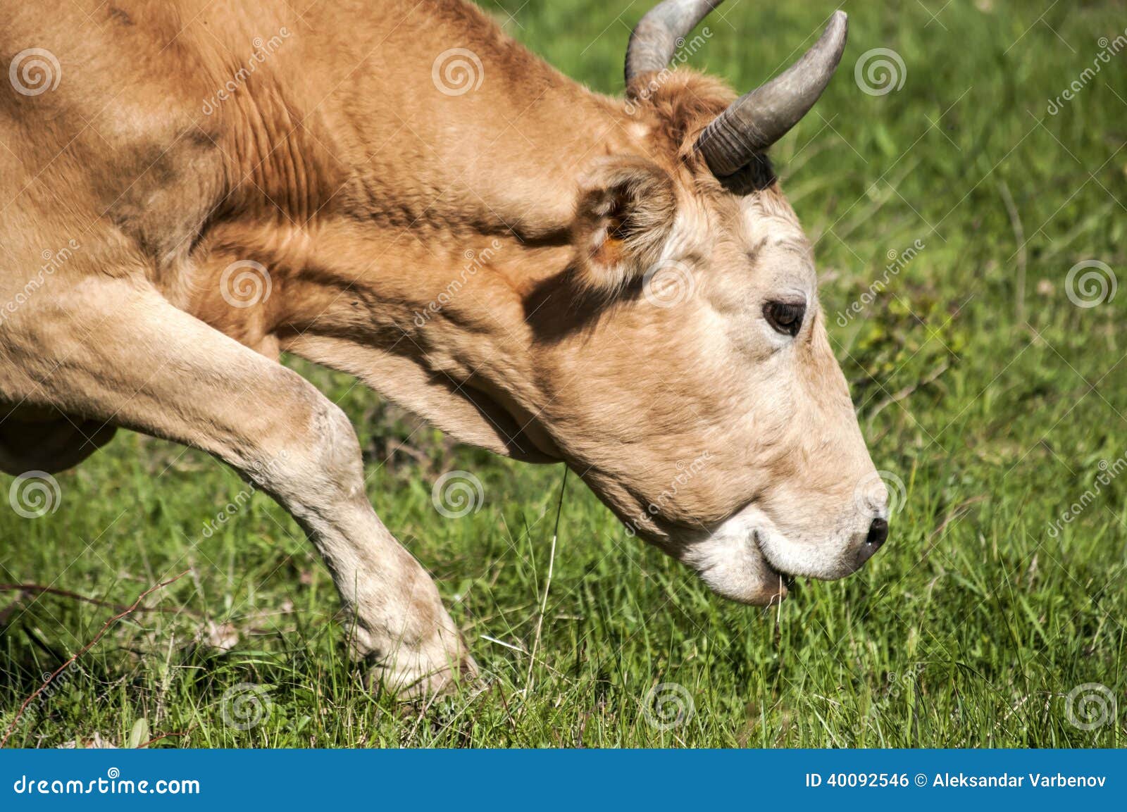 Cow head closeup stock photo. Image of farm, graze, meadow - 40092546