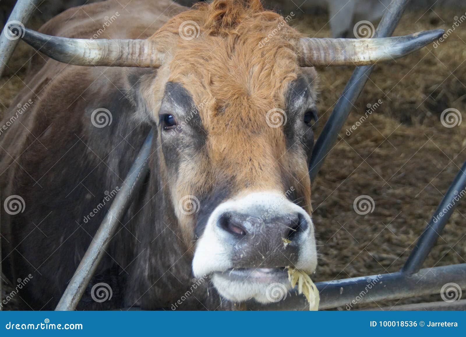 Cow head stock photo. Image of dairy, wild, agriculture - 100018536