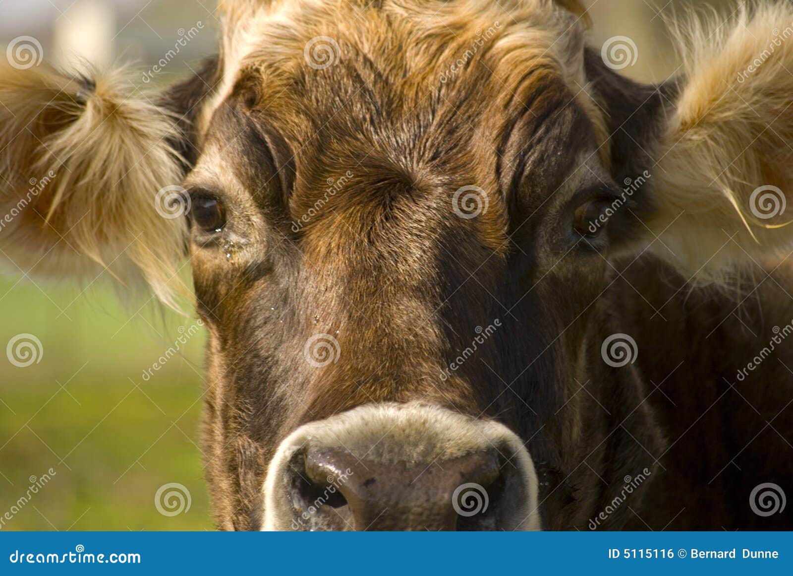 Cow Head Cropped Picture. Image: 5115116