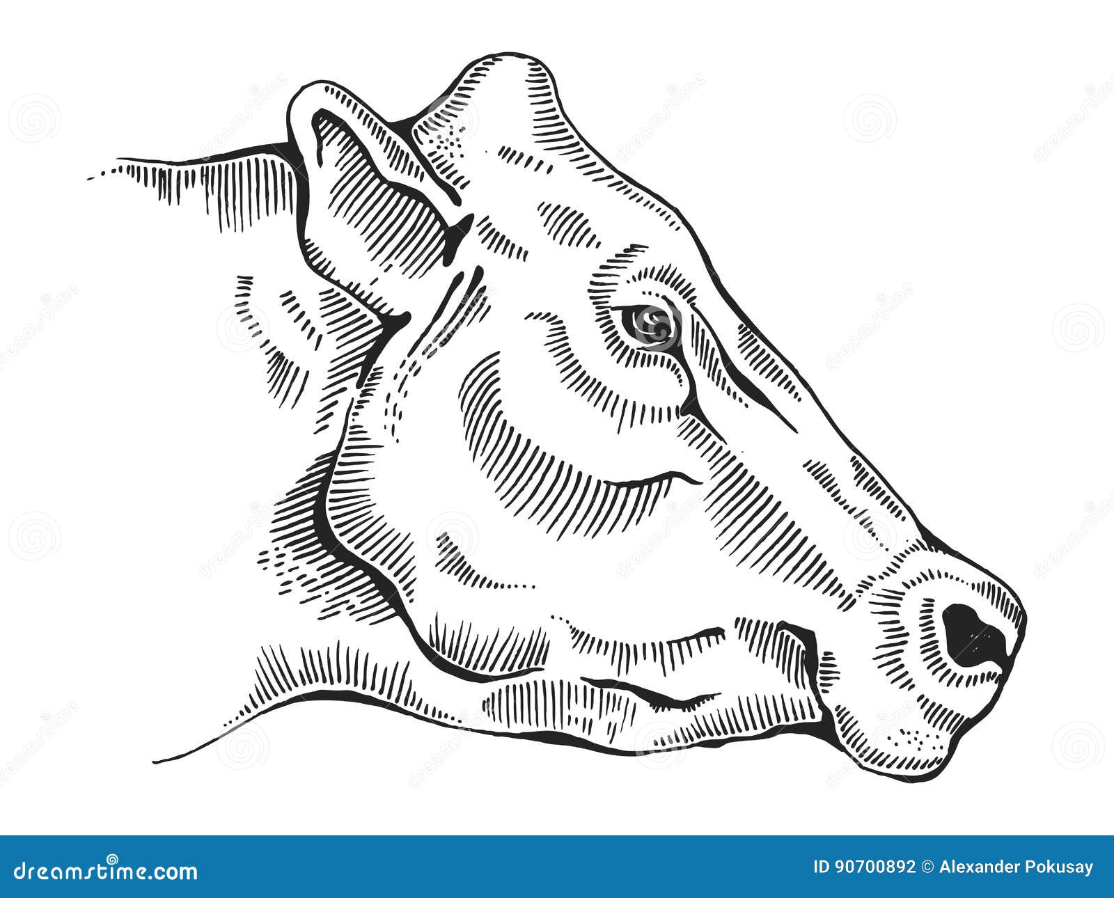 Cow Head Engraving Style Vector Illustration Stock Vector ...