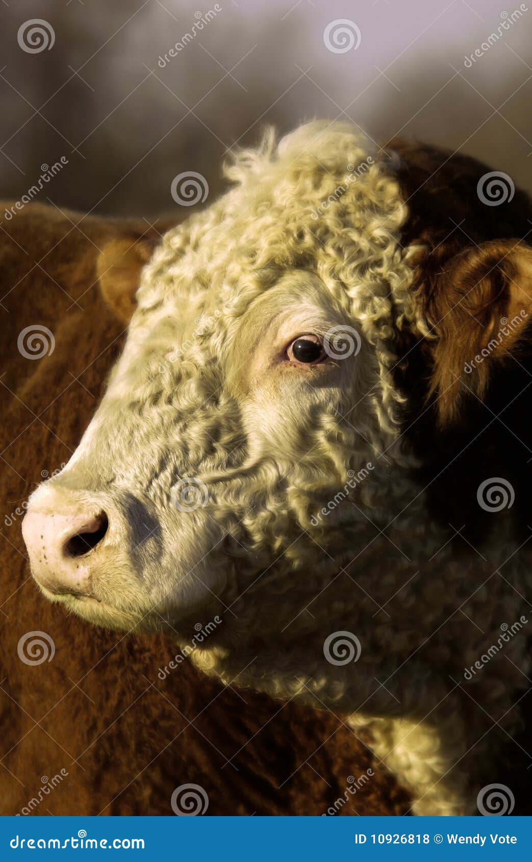 Cow with Head Facing Sideways Stock Photo - Image of sideways, facing ...