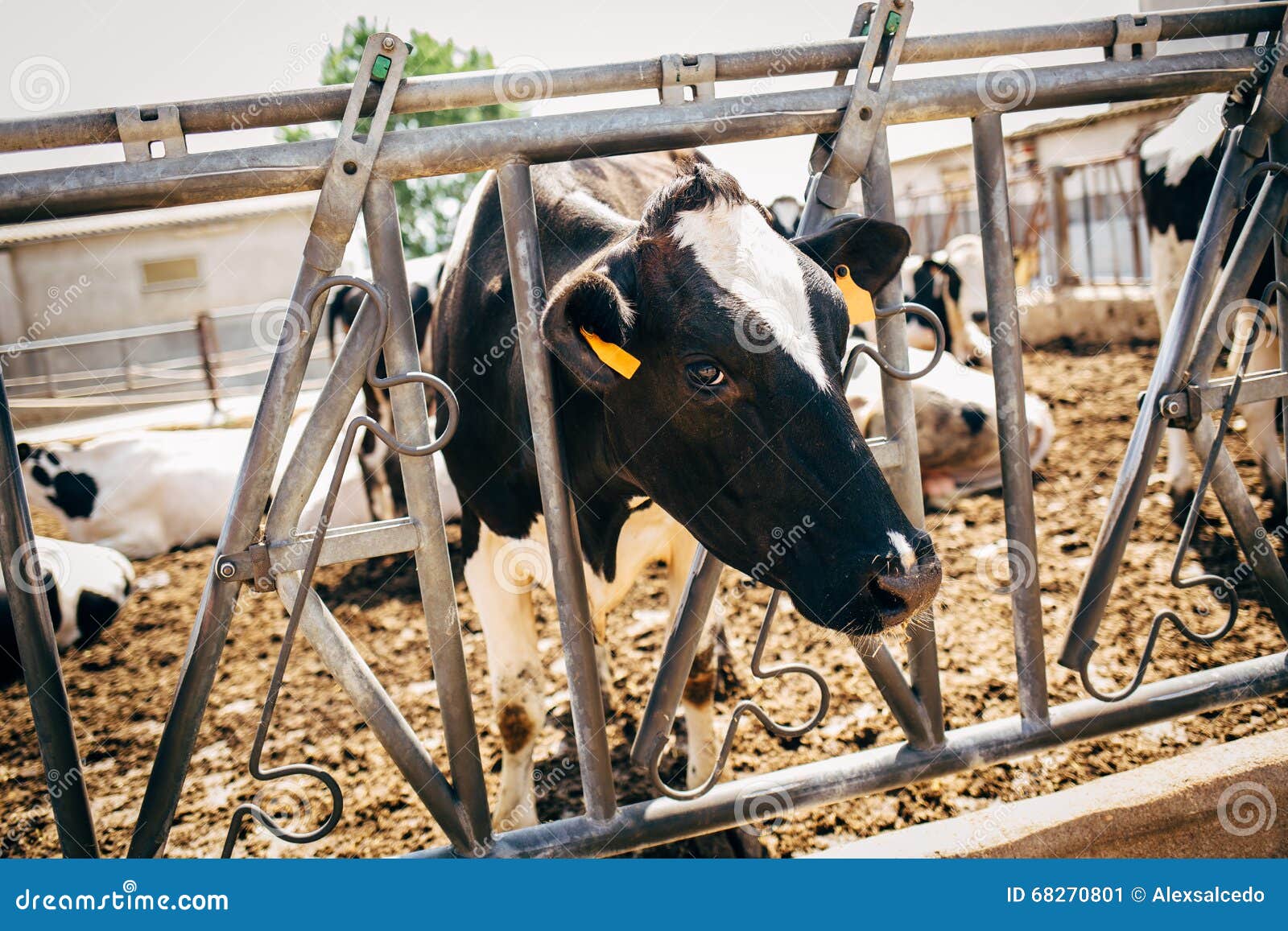 Cow stock image. Image of face, domestic, stall, food - 68270801