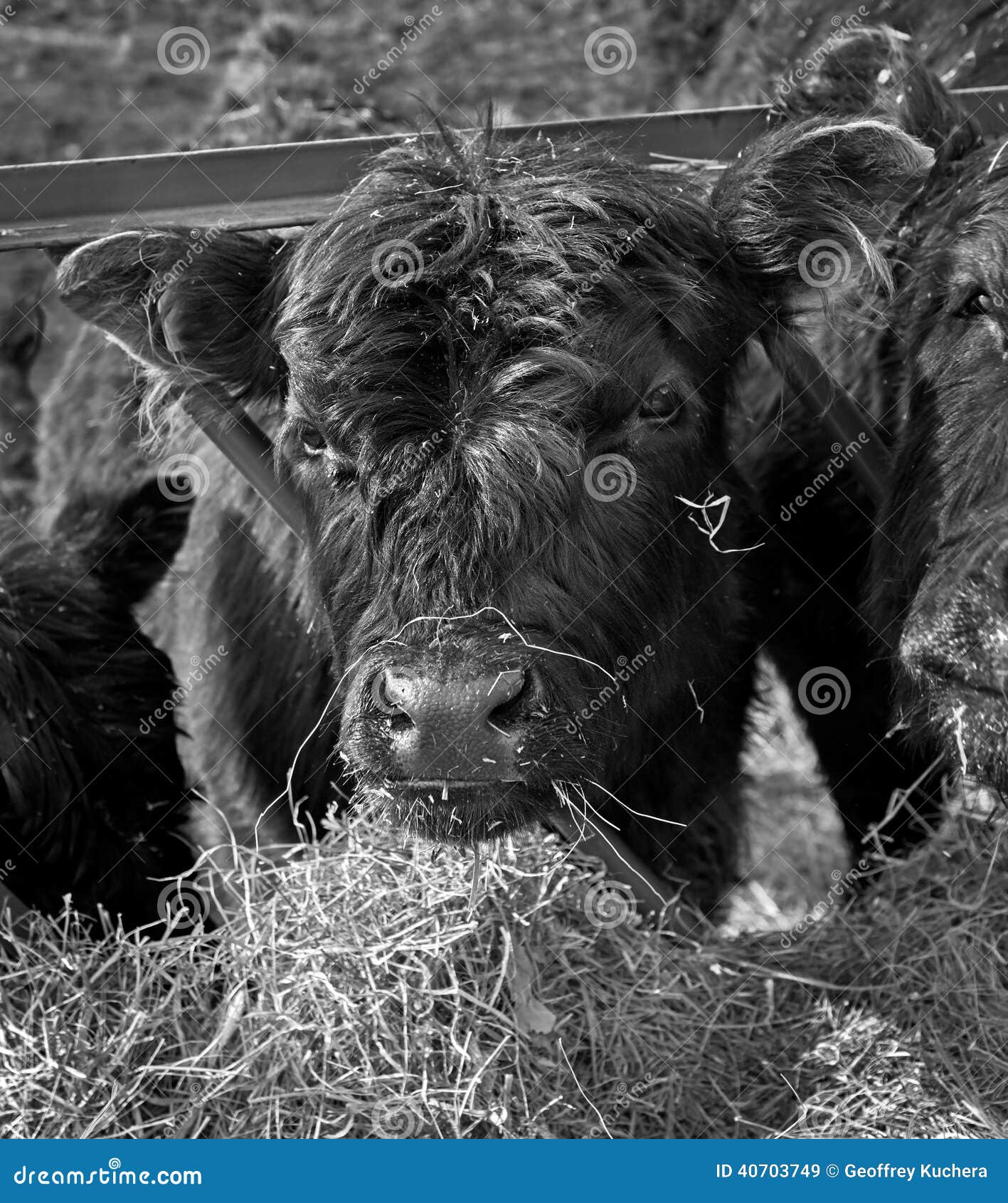 Cow with Head in Feeder stock image. Image of animal - 40703749