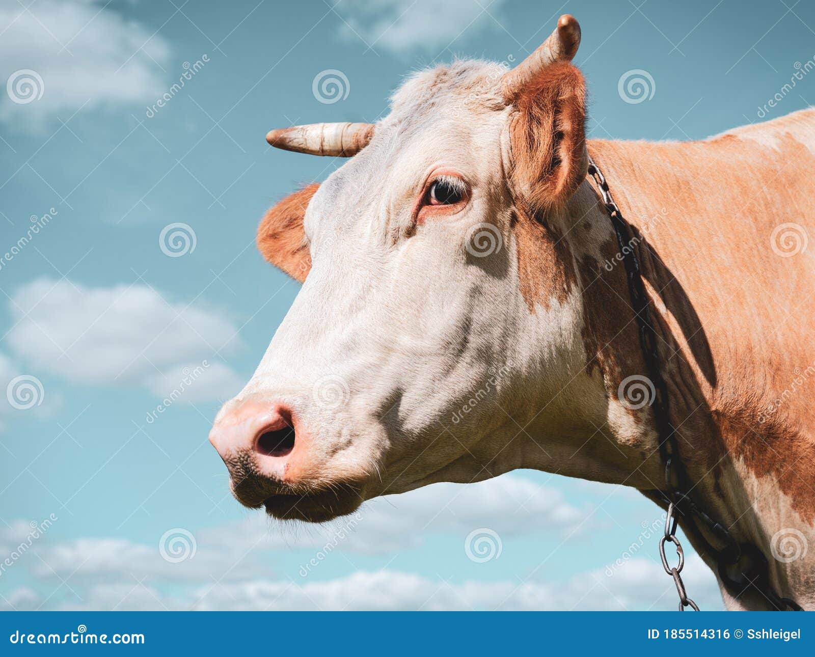 Cow Head in Front of a Blue Sky Stock Photo - Image of farm, blue ...