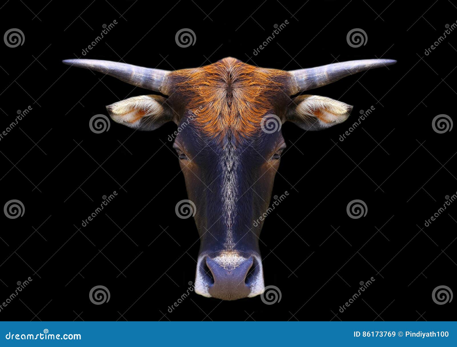 Cow head isolated on black stock image. Image of mammal - 86173769