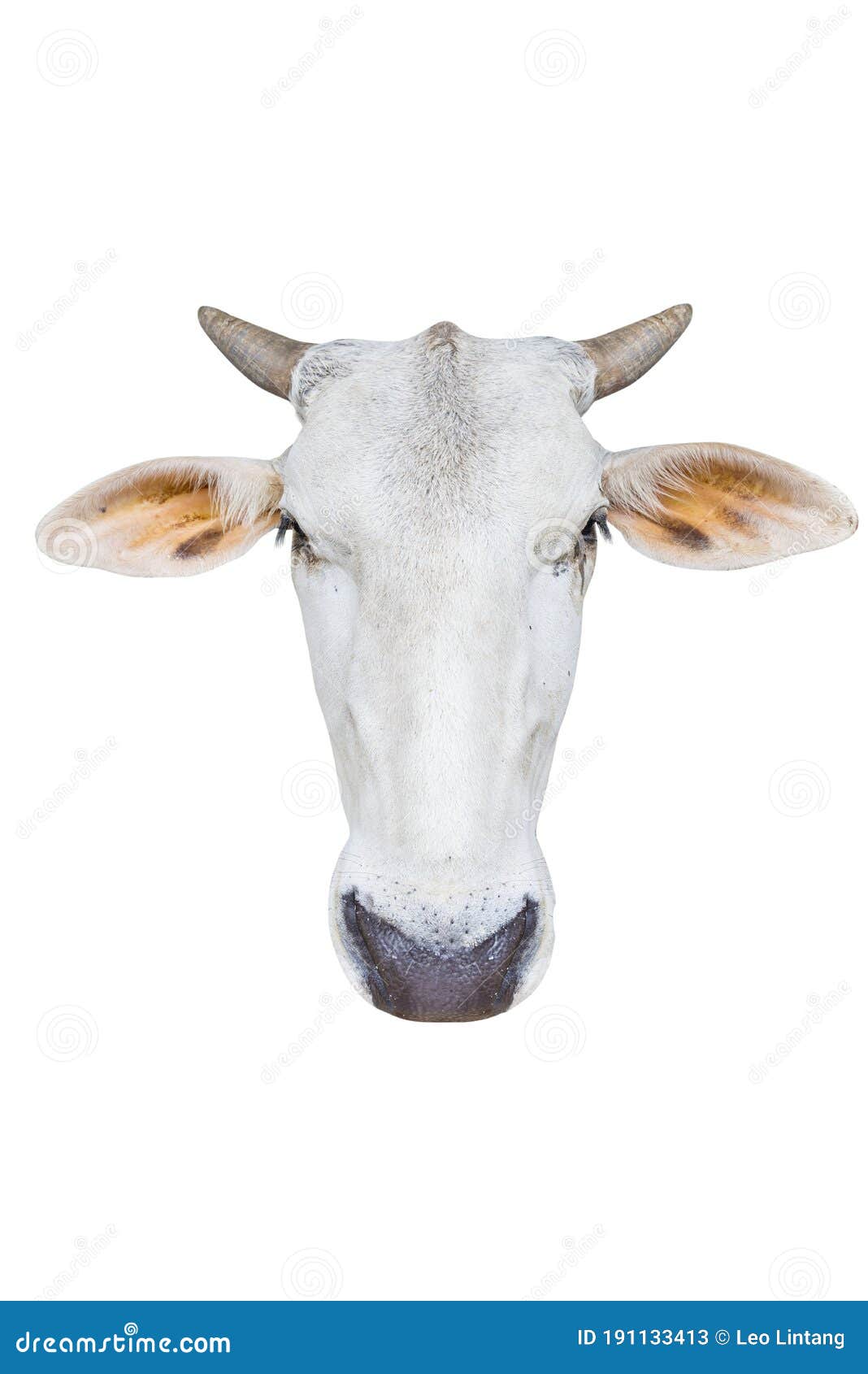 Cow head stock image. Image of face, looking, farming - 191133413