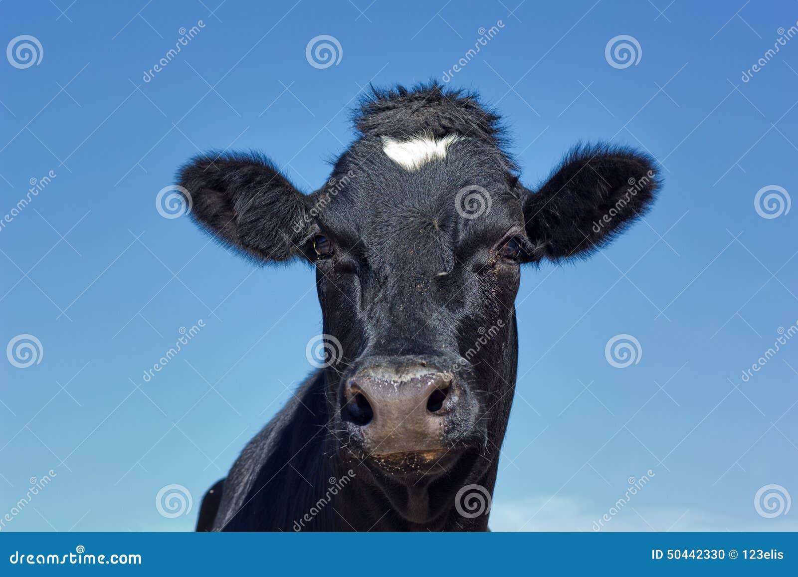 Cow Head stock photo. Image of herding, eyes, agriculture - 50442330