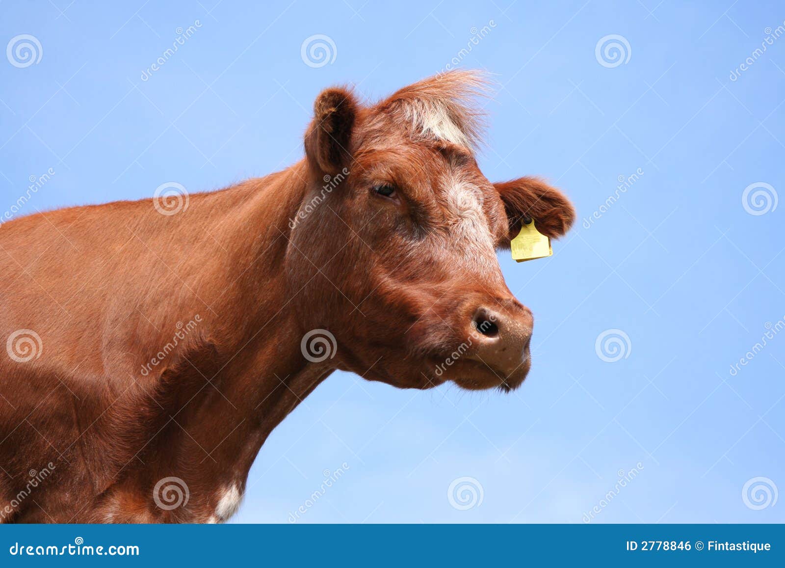 Cow head shot stock photo. Image of cattle, dairy, domesticated - 2778846