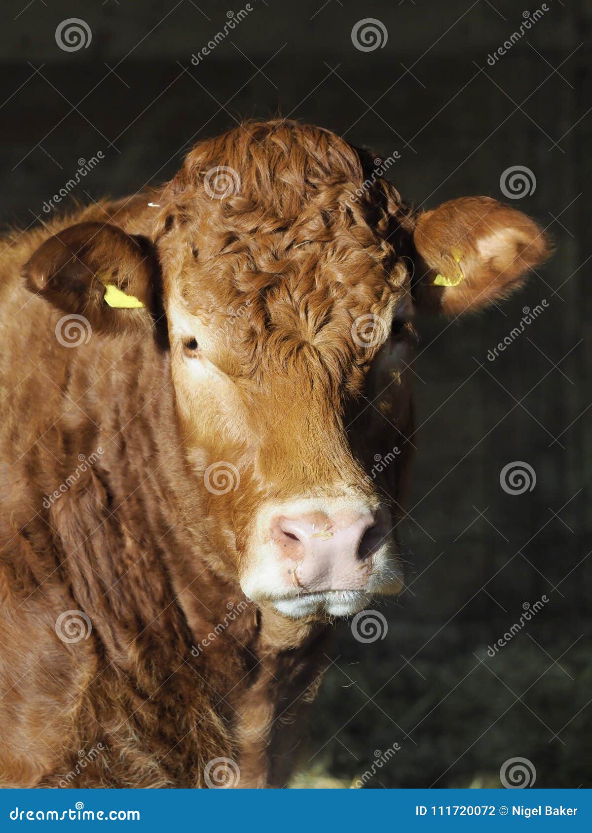Cow Head Shot stock photo. Image of animal, production - 111720072