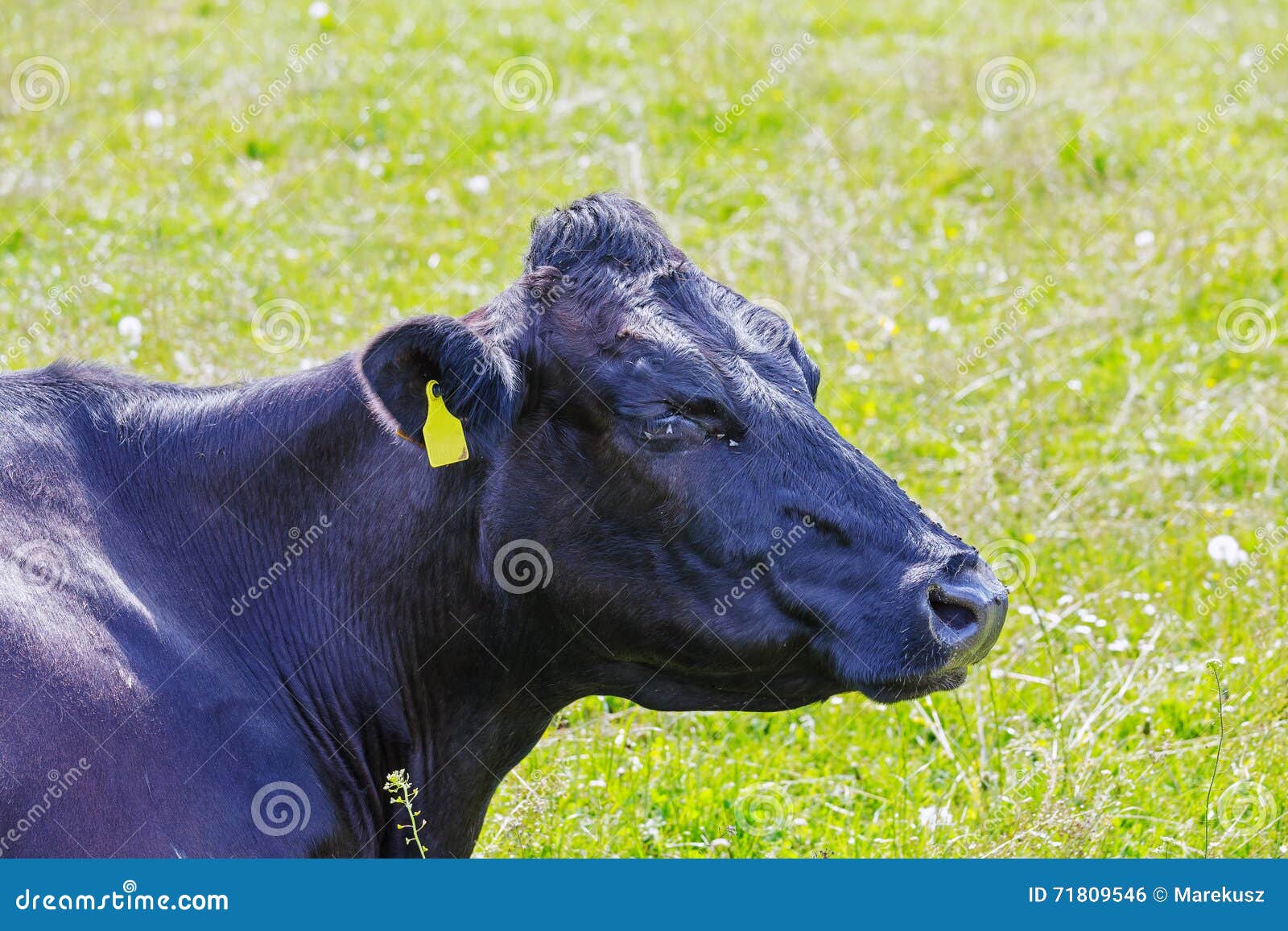 Cow head is shown up close stock photo. Image of mammal - 71809546
