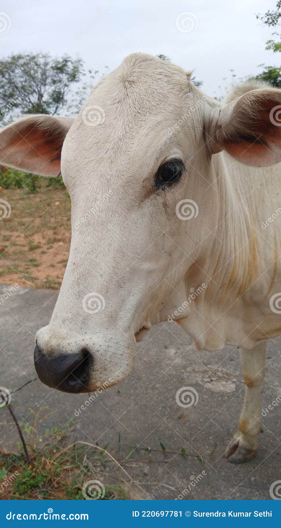 A Cow Head of White Colour. Stock Image - Image of colour, farm: 220697781