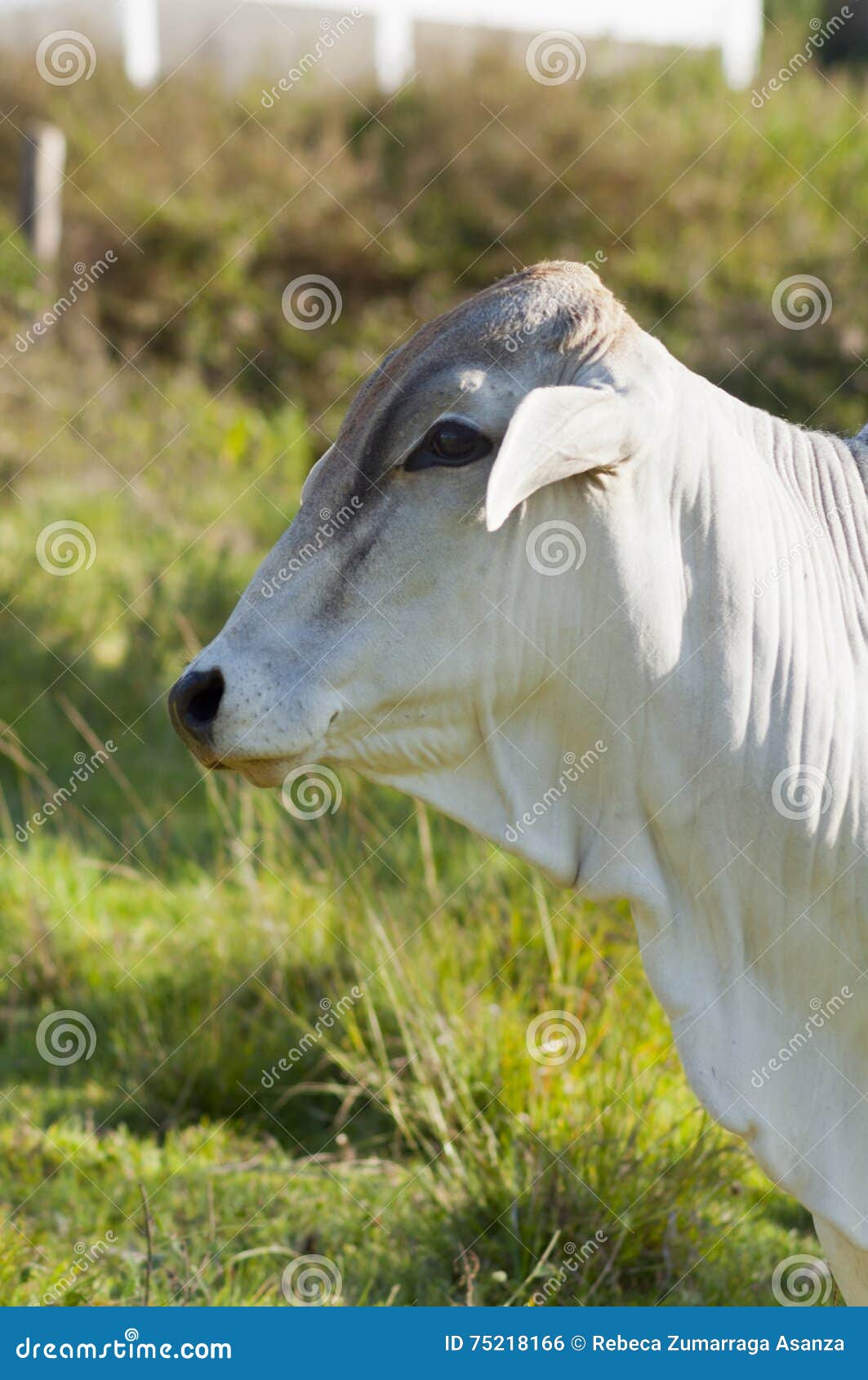 Cow stock photo. Image of estate, raising, bradford, cattle - 75218166