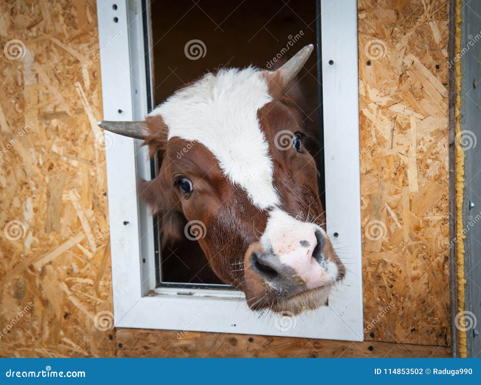 Cow head in the window stock photo. Image of animal - 114853502