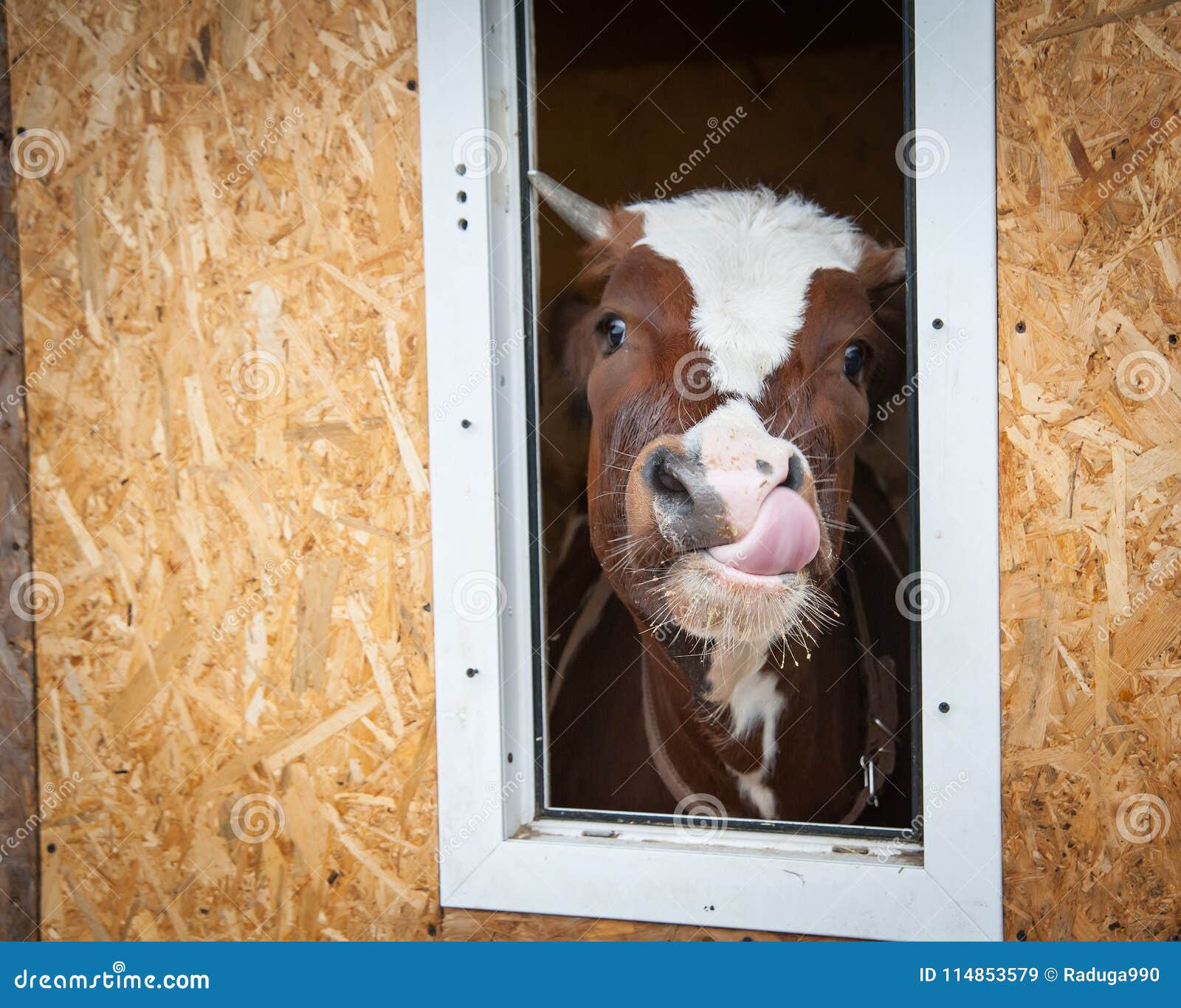 Cow head in the window stock image. Image of meat, breed - 114853579