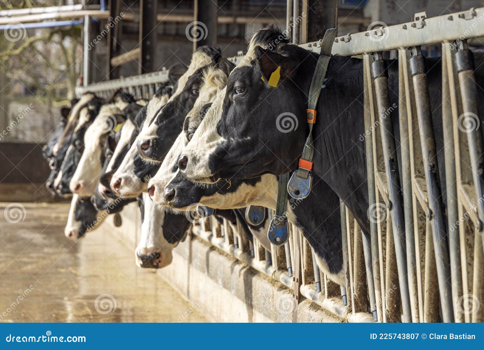 Cow Heads in a Stable in a Row Just before Feeding Time Stock Image ...