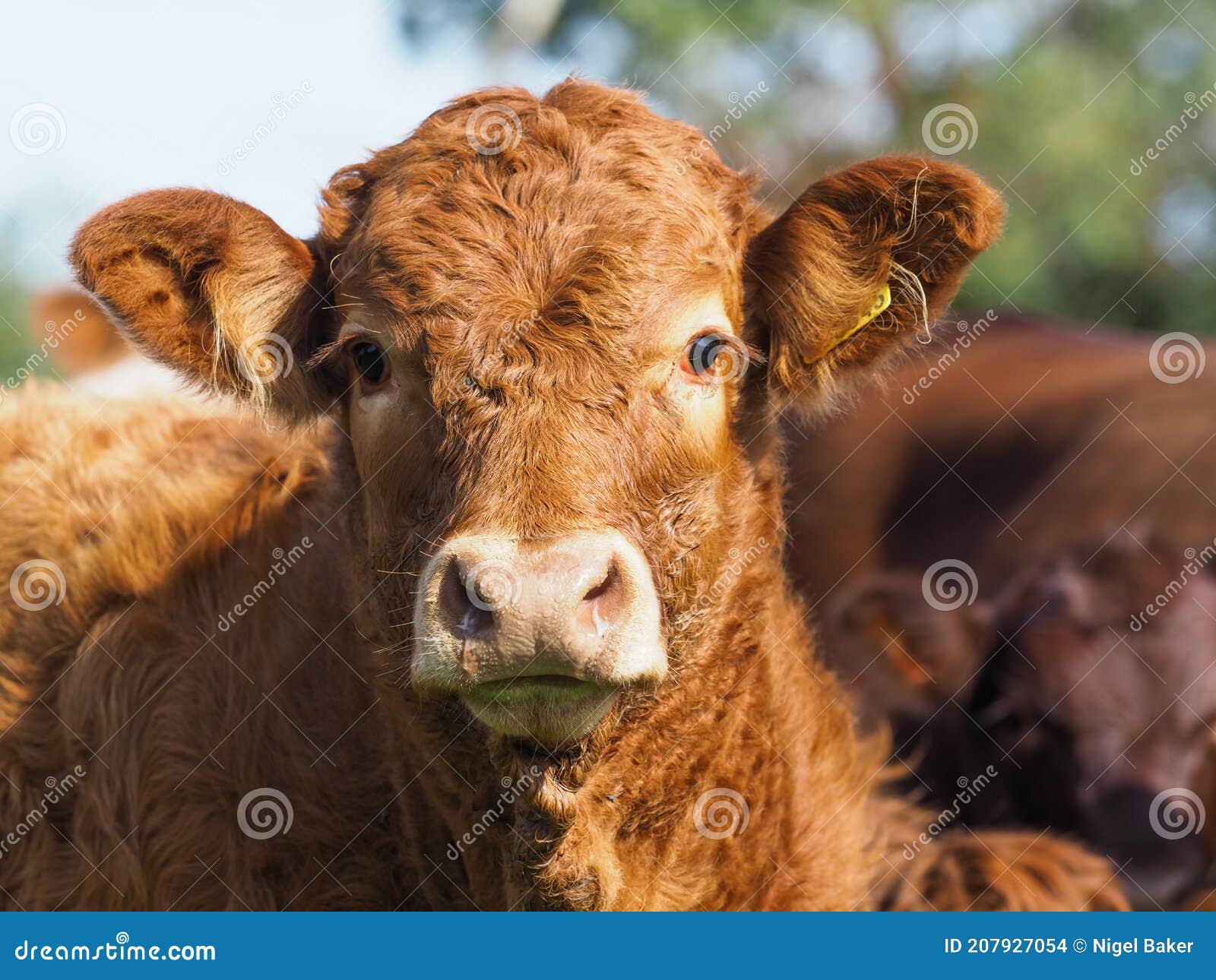 Cow Headshot stock photo. Image of group, farming, animal - 207927054