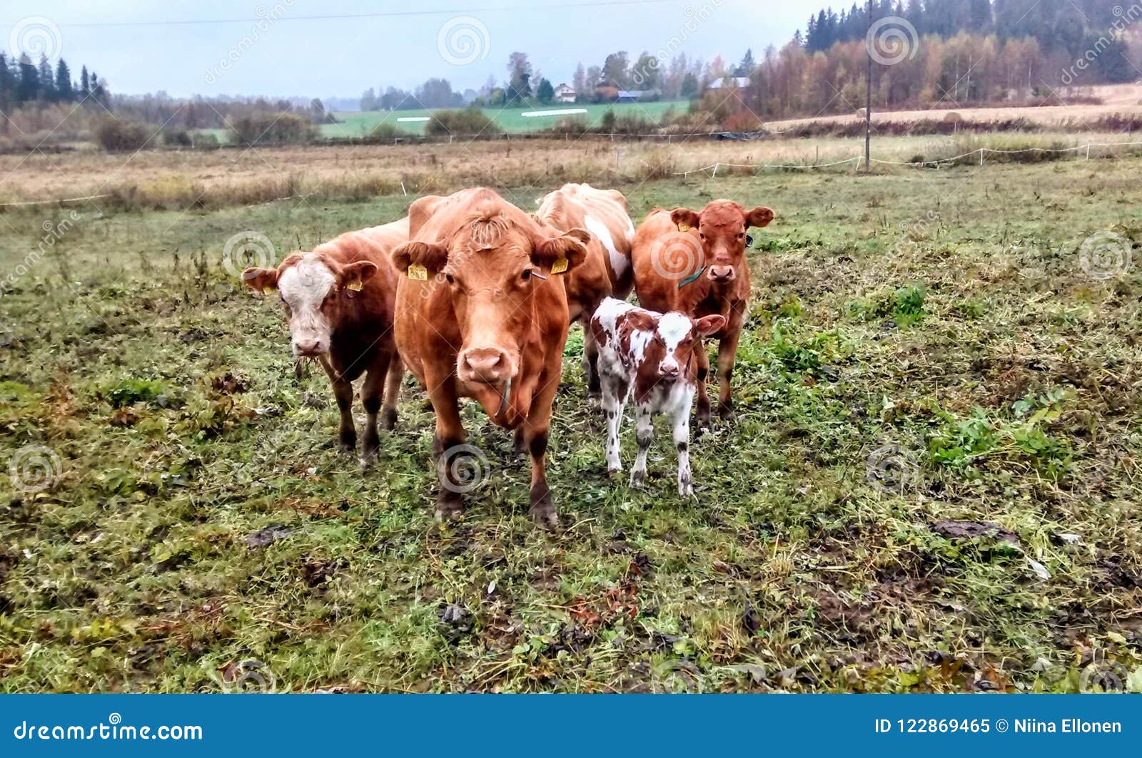 Cows stock image. Image of farm, heard, cows, field - 122869465